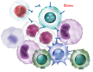Flow Cytometry Antibodies